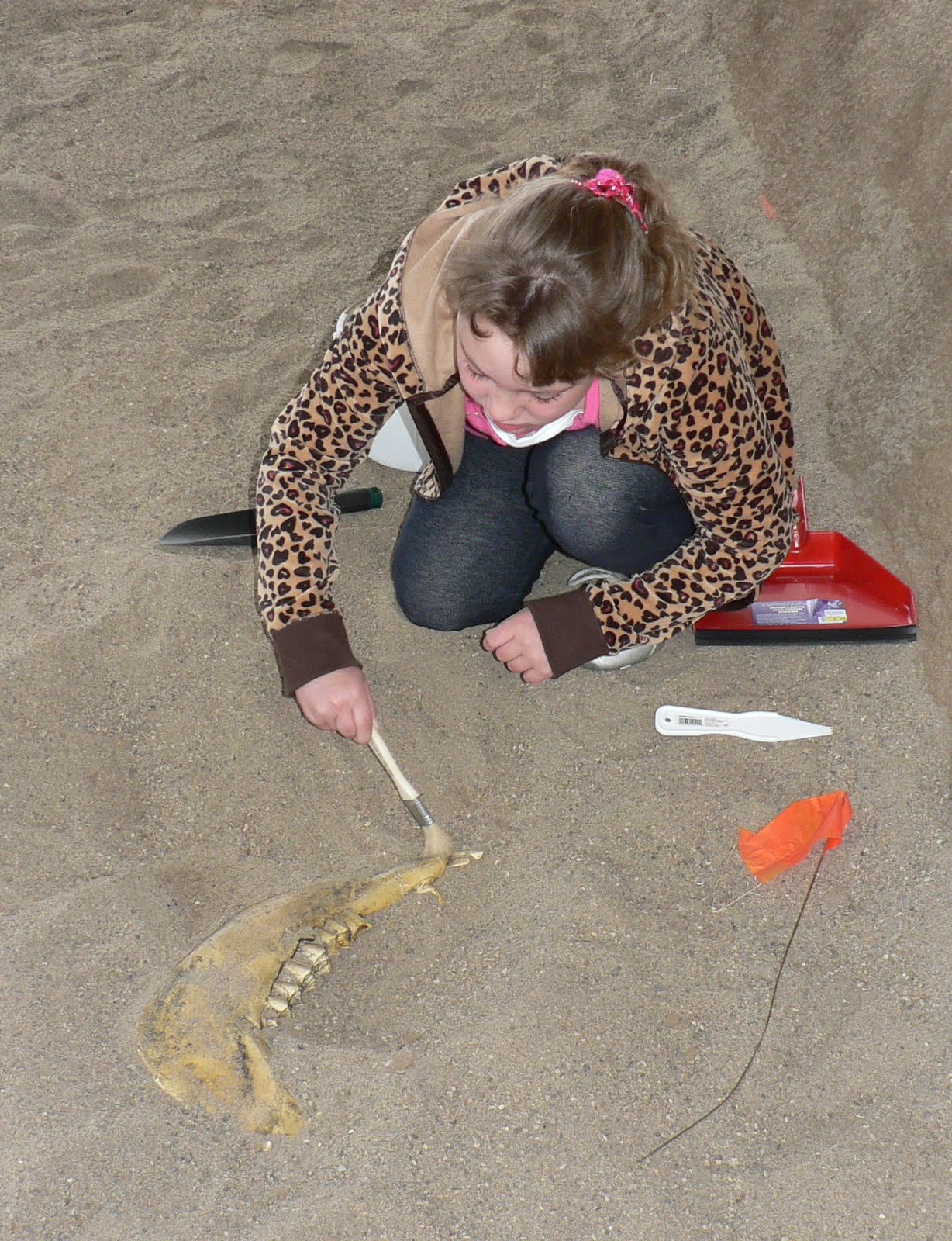 Walking by the Way: Field Trip to Fossil Discovery Center