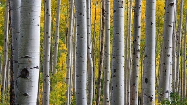 Heroes, Heroines, and History: The Aspen Message Trees