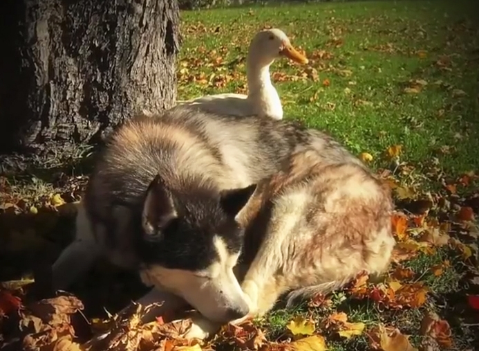 White Wolf : Friendship Between A Husky And A Duck Surprised A Small ...