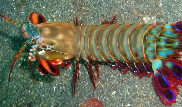 Mengenal Manfaat dan Karakteristik Udang Mantis ~ KELOMPOK STUDI ...