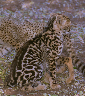 Extinction around the world: Giant Cheetah and Thylacosmilus