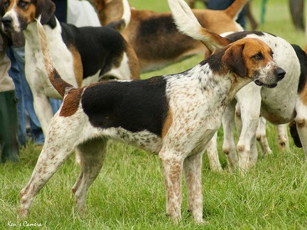 Todo Sobre Perros: El Foxhound Inglés