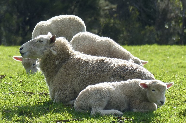 Glorious Birds: New Zealand: Geothermal Grandeur, Maori Charm ...
