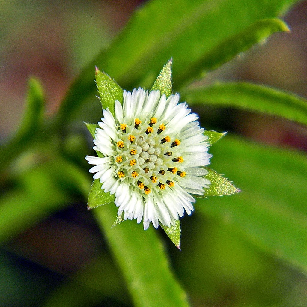 Herbal Plants: கரிசலாங்கண்ணி - Eclipta prostrata - False Daisy ...