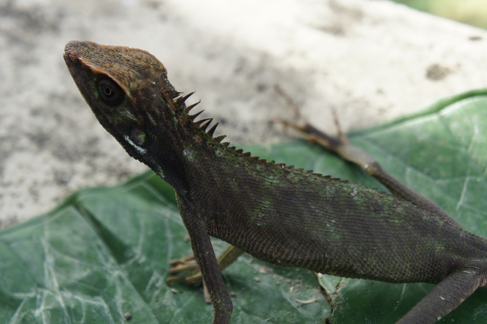 Awesome Bulusan!: February 2013