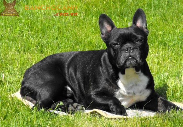 Những lưu ý quan trọng khi phối Chó Bull Pháp