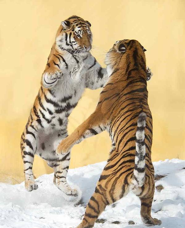 99 WOW: Animals Dance Tango Too!!?الحيوانات ترقص التانغو أيضاً!!؟