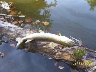 Shale Gas Review: Setting record straight on factors in Dunkard Creek ...