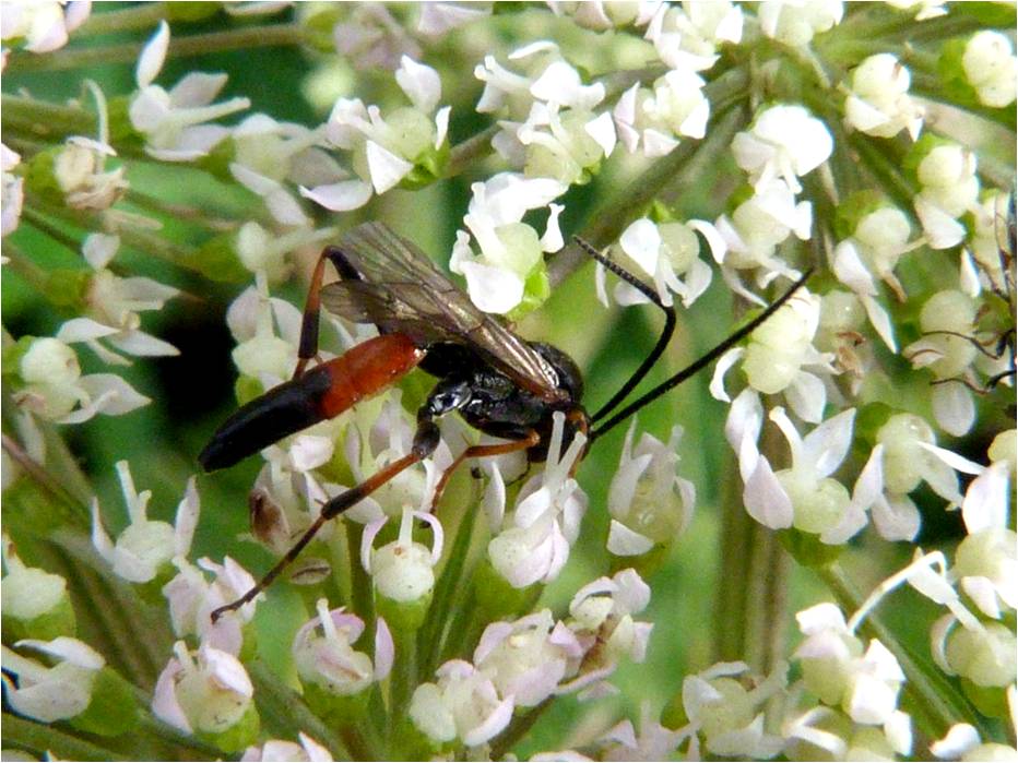 Insects of Scotland: Bees/Wasps/Ichneumons/Sawflies/Ants