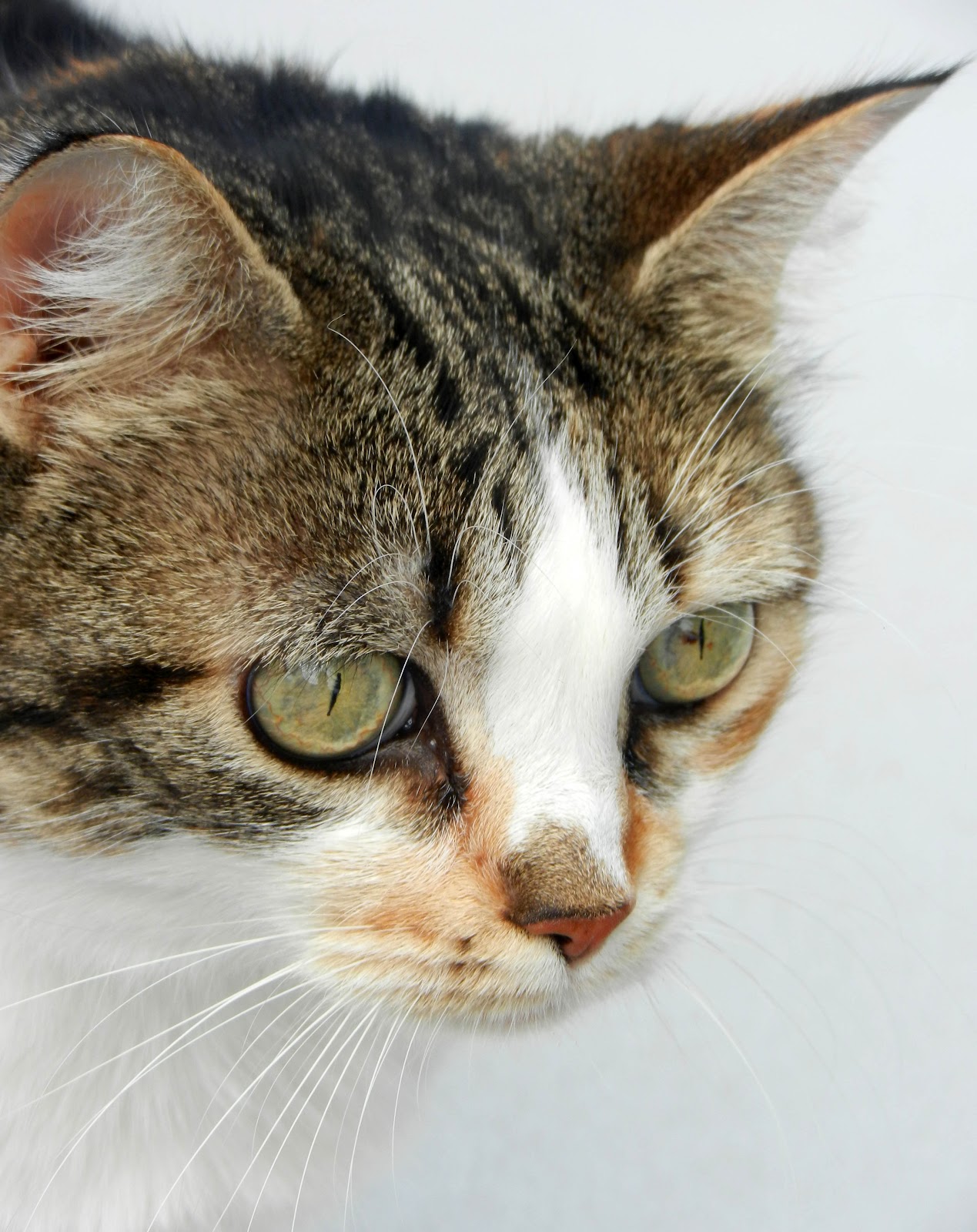 Cat Patches: Binary Cat