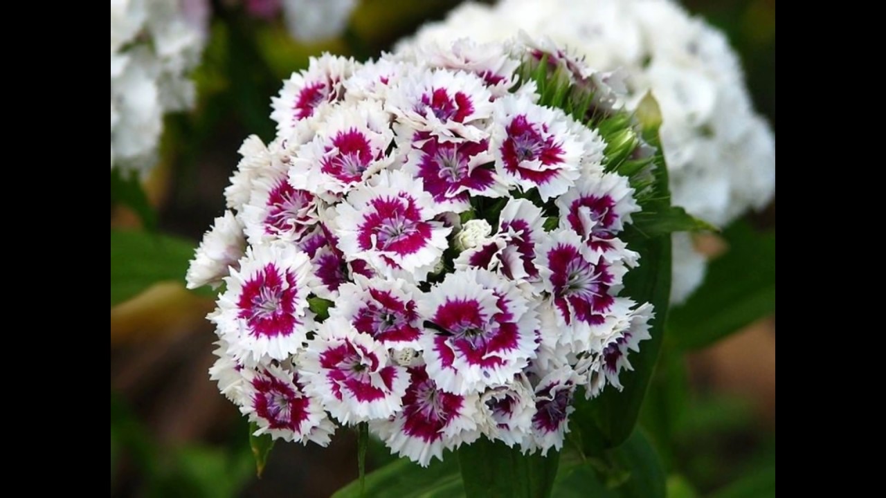 Cravina - Dianthus chinensis