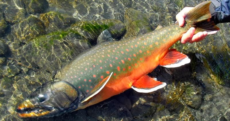 Dolly Varden Trout - Fishes World - HD Images & Free Photos