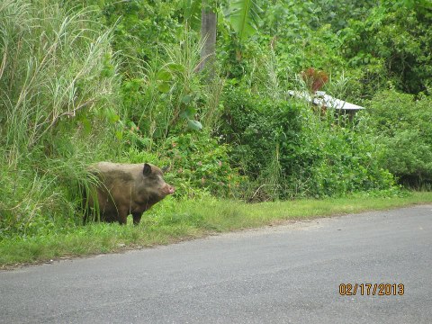 Eric Hadder's Mission: Food on Guam