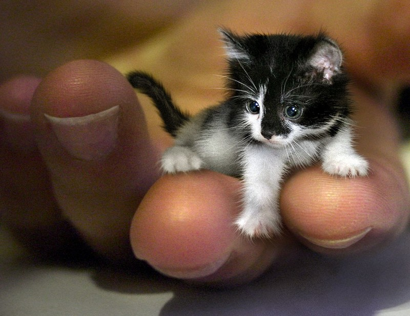 Amazing World: 10 Smallest Animals From All Over the World