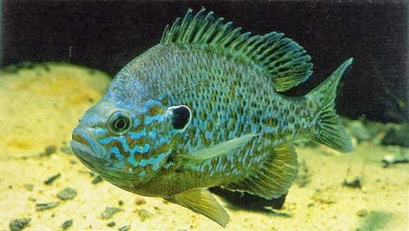 Il giardino delle Naiadi: LEPOMIS GIBBOSUS, PERSICO SOLE O SEME DI ZUCCA