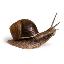 MASAKAN TIMUR: ... SIPUT SEDUT...