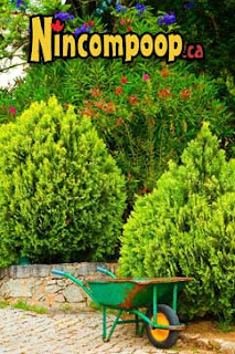 Paraphernalia: nincompoop