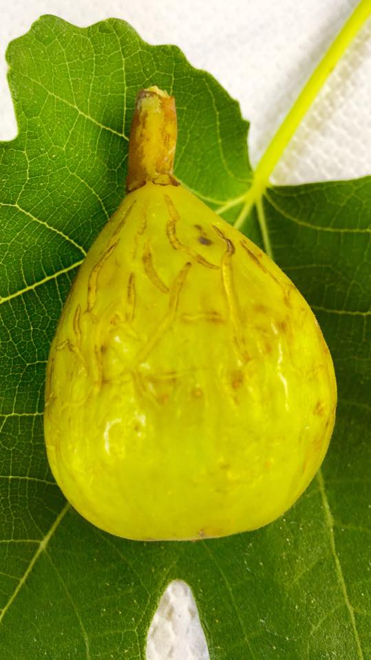 Figs Photo Collection Around the World: MACOOL Figs