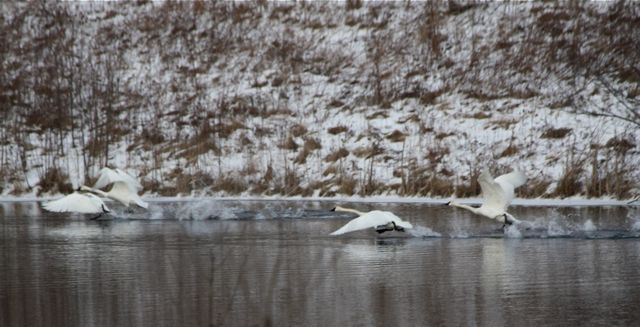 Trumpeter Swans in Ohio | Outdoors | Before It's News