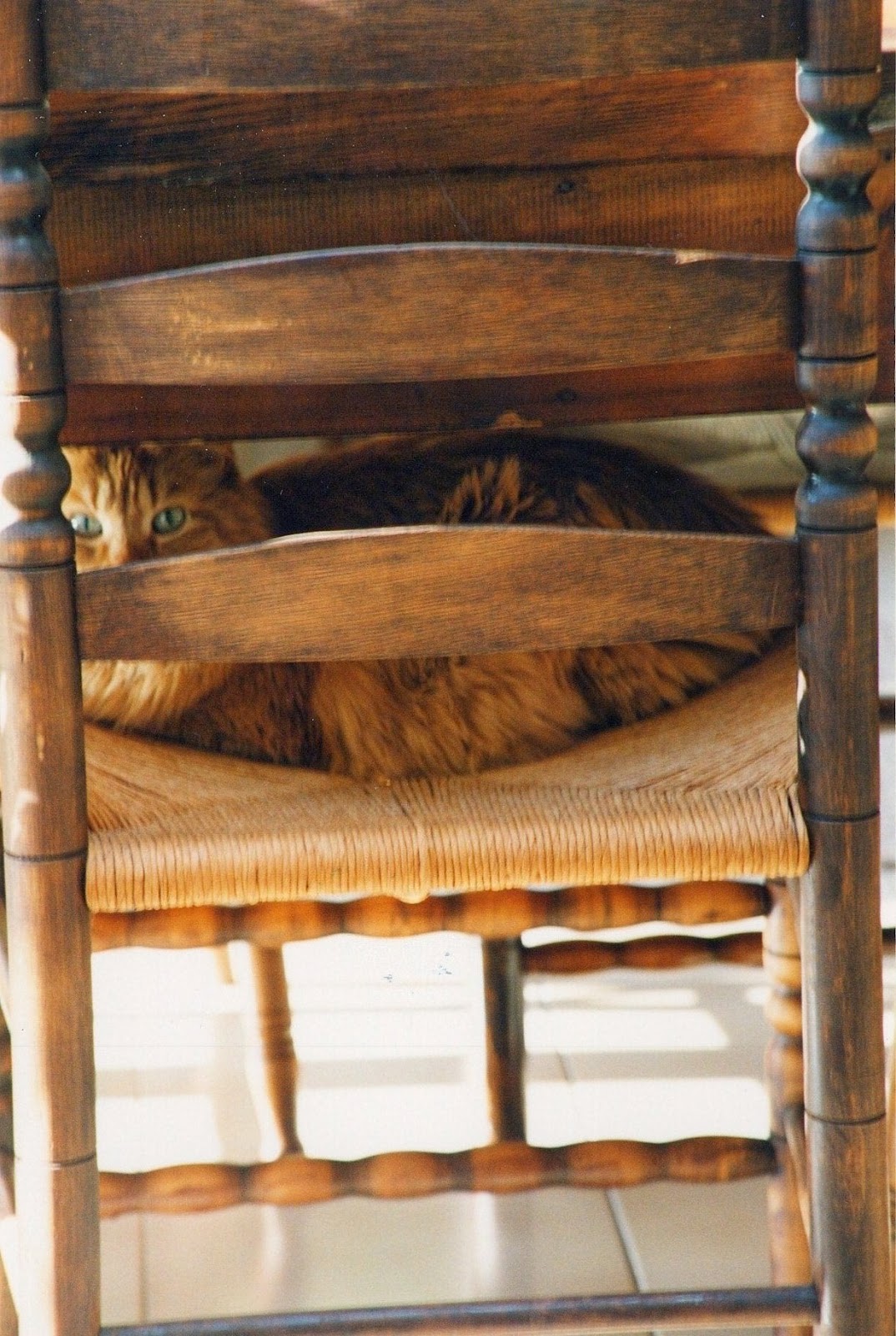 Through My Canadian Eyes: HONORABLE CAT