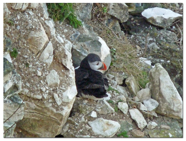 Wild and Wonderful: Beautiful Birds: Puffins at RSPB Bempton Cliffs