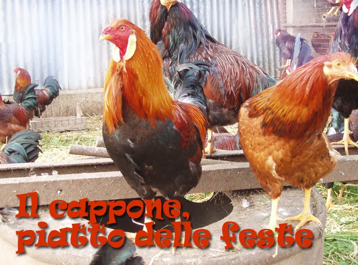 OPLAFOOD: FOOD PLACE - Le tradizioni piemontesi nel menù di Natale: il ...