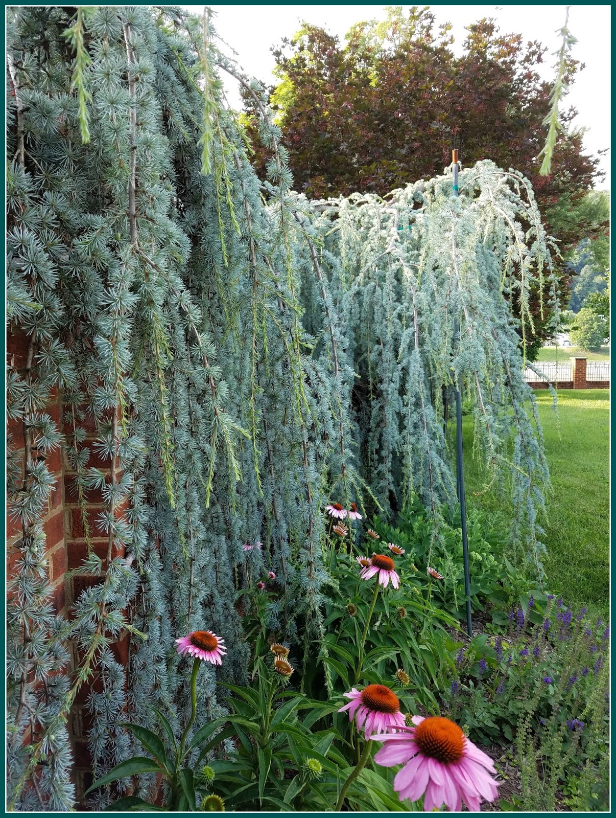 Panoply: Weeping Cedar Atlas Plant - Garden Specimen Plant