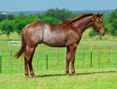 Hope and Horses: Horse Color Genetics: Rabicano