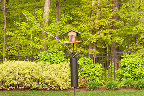 Birding Is Fun!: My Backyard Bird Photography Studio