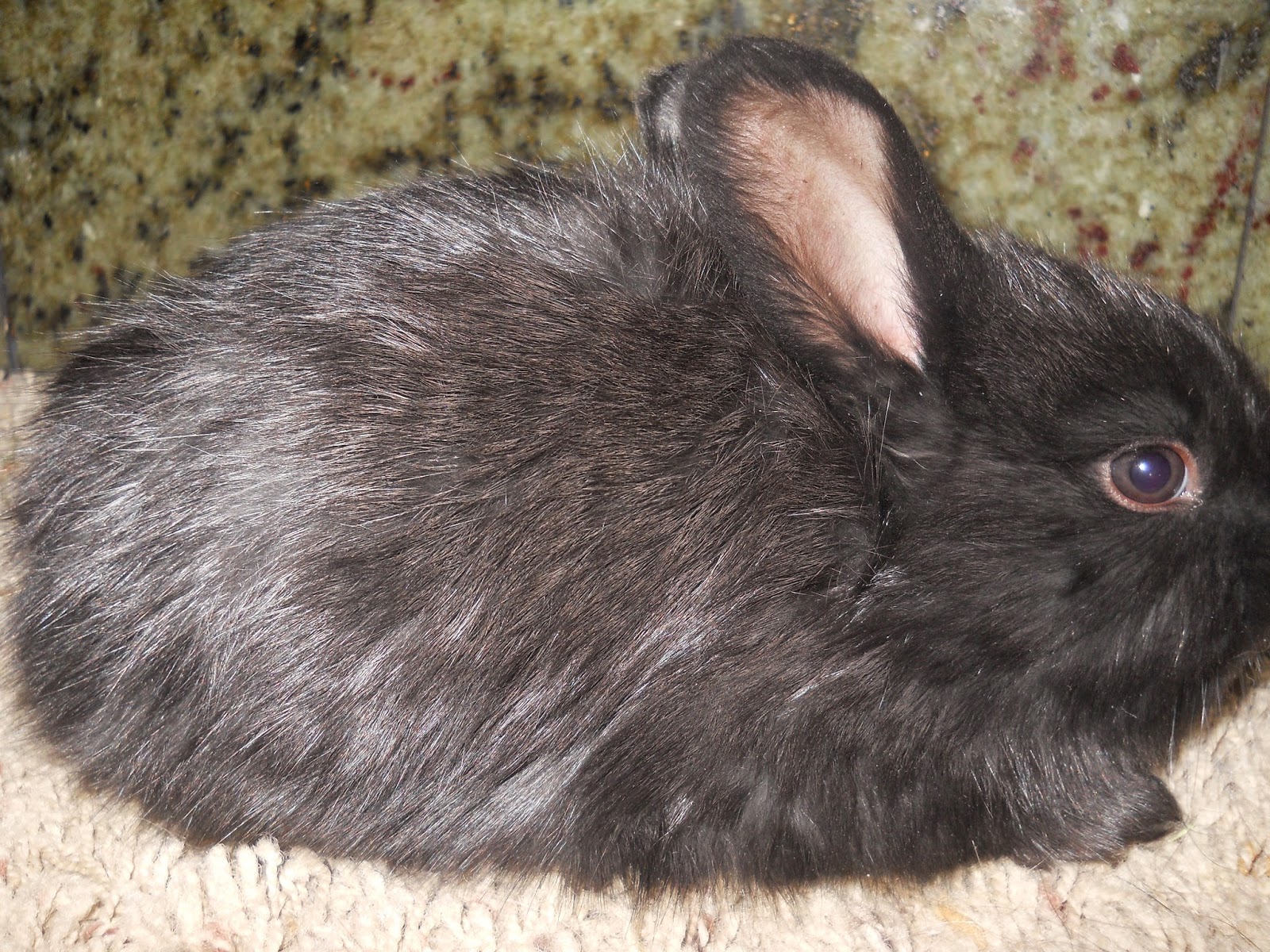 Black Diamond Rabbitry: Update on the Kits