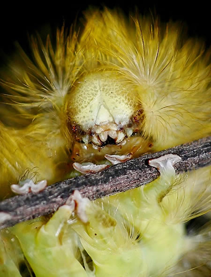 A Flutter Starlight Journey: Weird & Wilder: Craziest Looking Caterpillars!