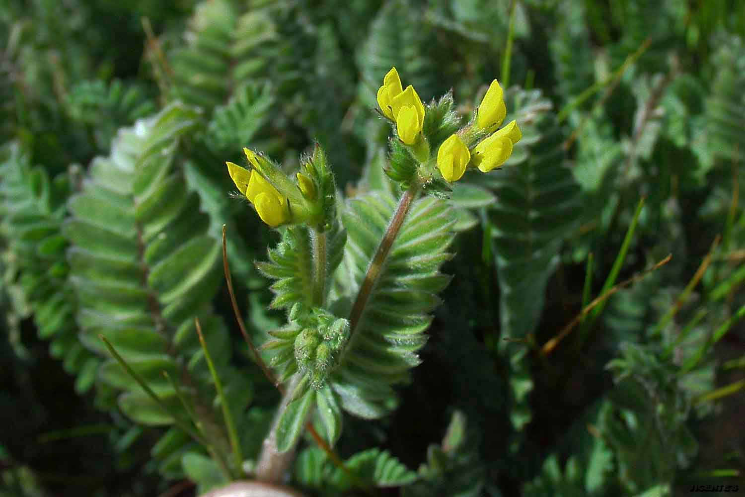 Las flores silvestres de Hormaza: Ornithopus compressus