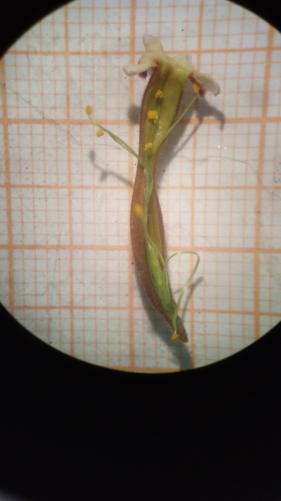 Sistemática Fanerógamas BIO 266 UEFS