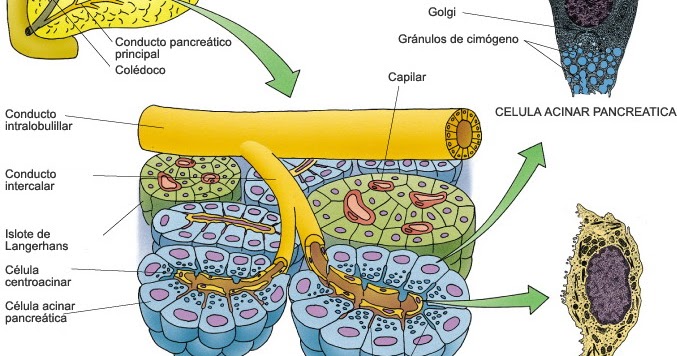 biologia: pancreas