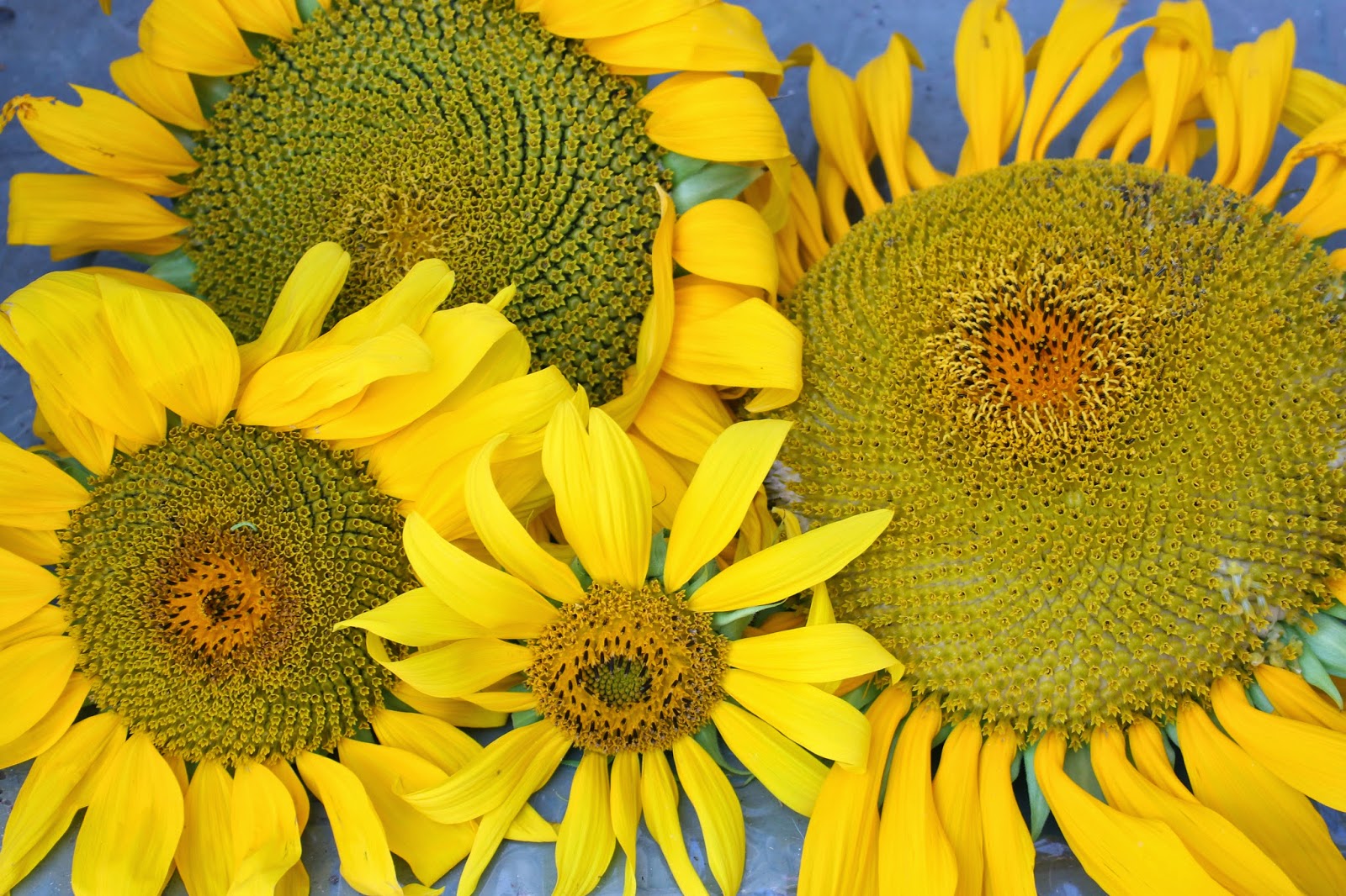Rooted In Thyme: ~Sunday Sunflowers~