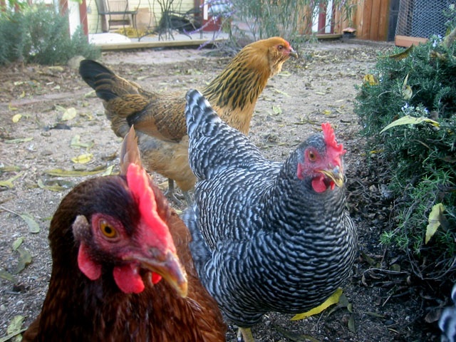 How Long Do Chickens Live Root Simple how-long-do-chickens-live-root-simple