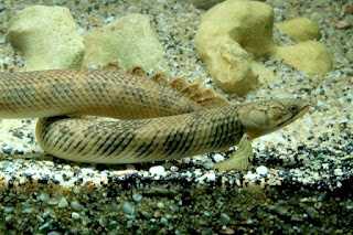 Artes de Pesca: ACTINOPTERYGII