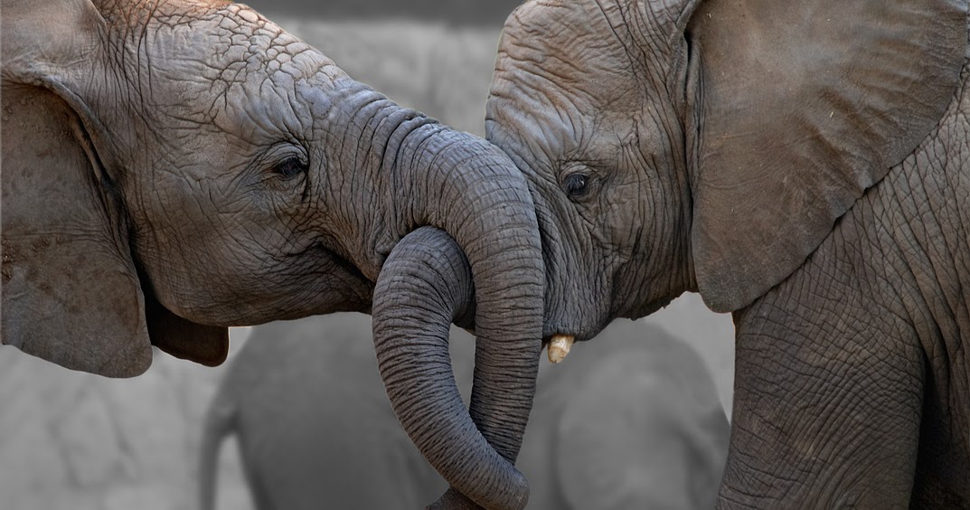 On Wings of Eagles: The Incredible Hug