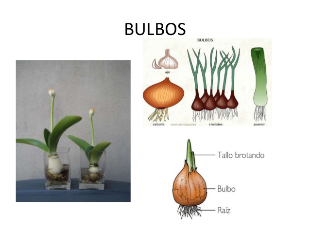 Biología y geología 1° : REPRODUCCIÓN ASEXUAL EN LAS PLANTAS