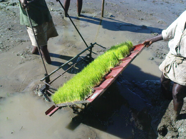 Agriculture in srilanka: Paddy transplanting