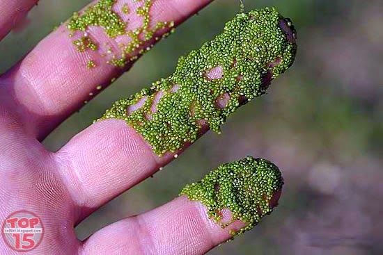 Top 15 Scary Plants in the World - TOP15LISTOF