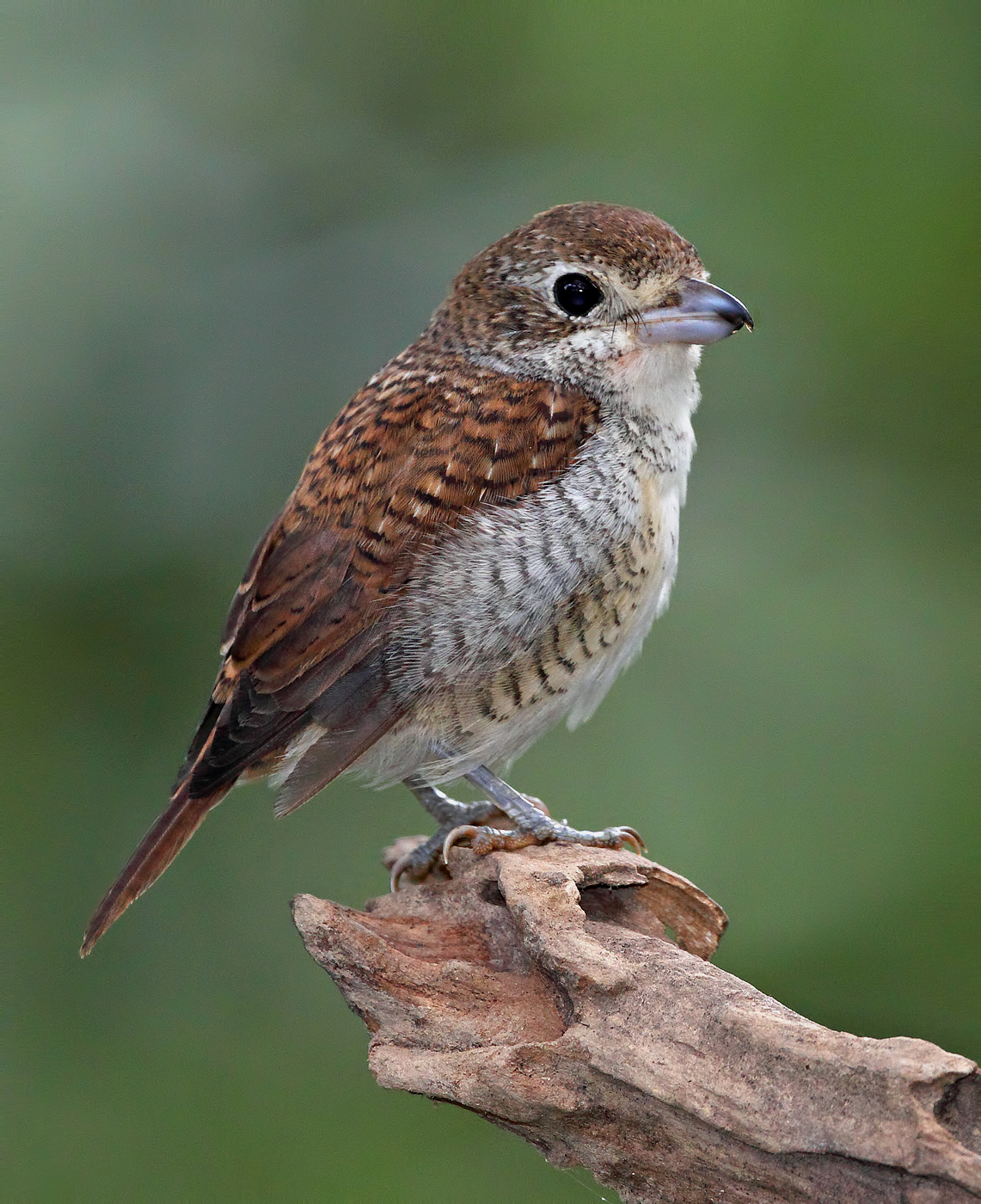 The Nature of Fraser's Hill; Introduction and Birds