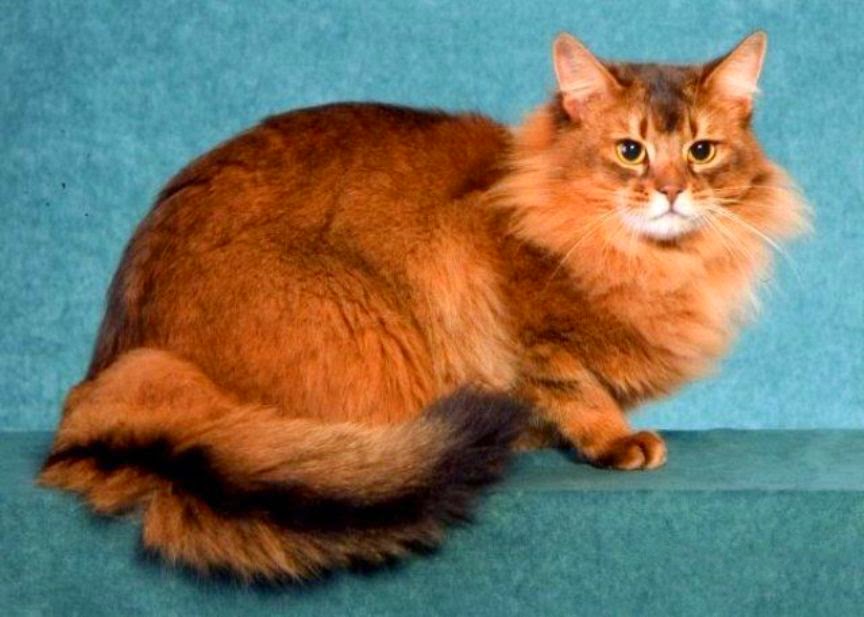 10 Jenis Baka Kucing Paling Popular Di Dunia