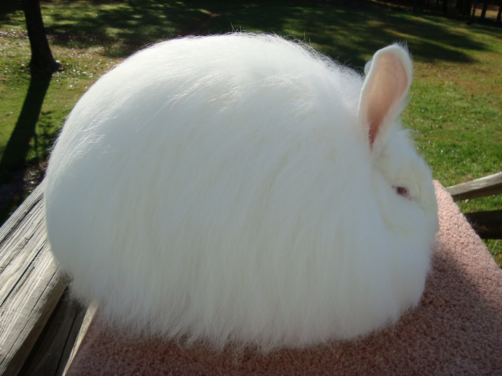 Spang Angora Rabbitry: NY Convention Pictures