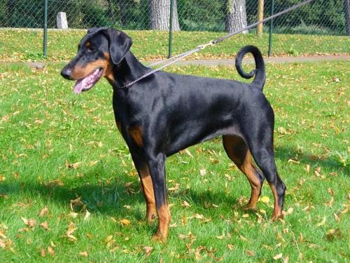 Tiems kas neabejingi gyvūnams :): Dobermanai