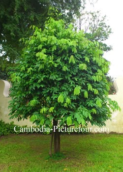 Ah-sun : The national flower of Cambodia.