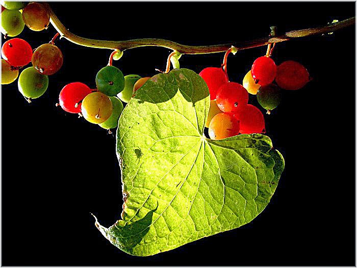 HUESCA Y LA SIERRA DE GUARA: NUEZA NEGRA Dioscorea communis, (L ...