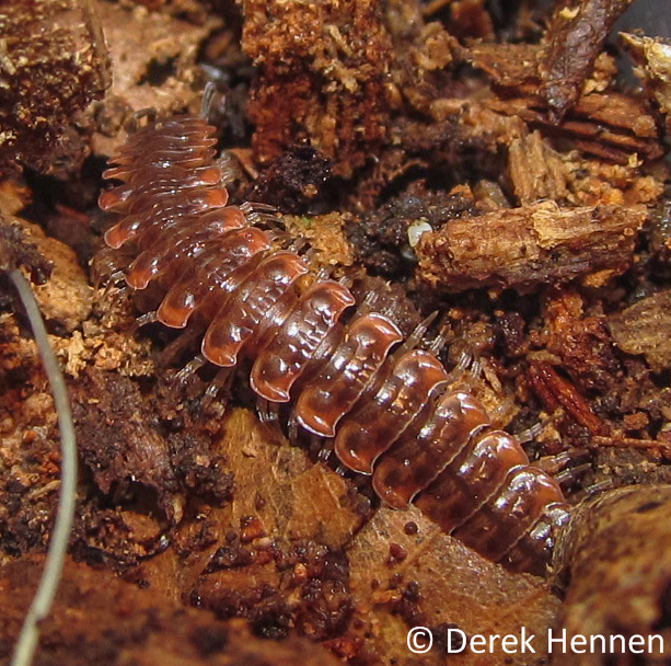 Normal Biology: Mushroom & Millipede Hunting