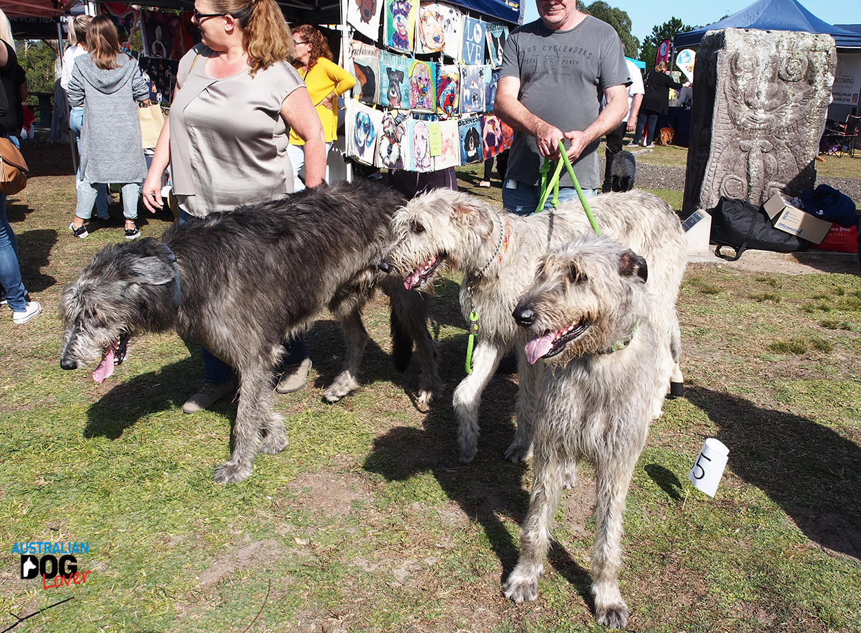 Street Paws Festival Western Sydney Parklands - August 18 | Australian ...