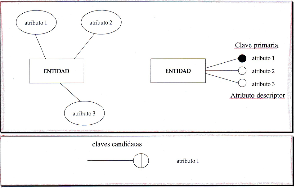 Mini Programación: Atributos